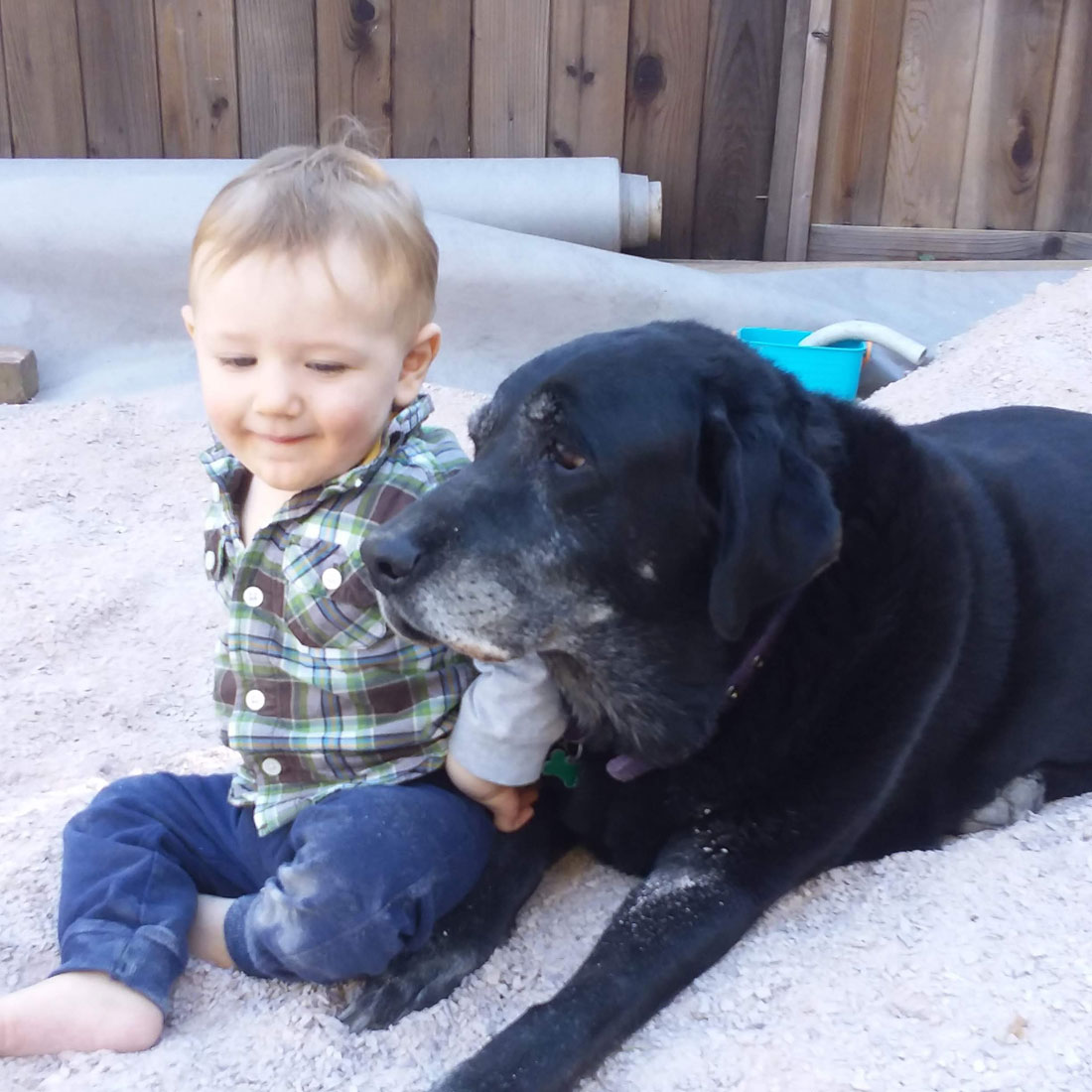Yavapai Humane Society | Animal Shelter Prescott Yavapai County