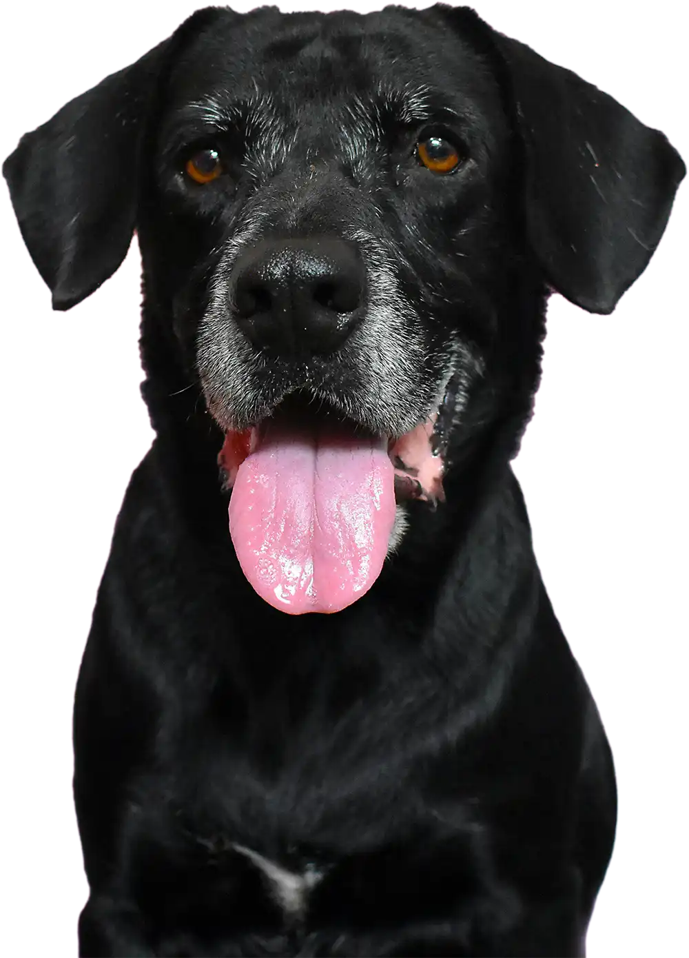 History and Mission | Yavapai Humane Society
